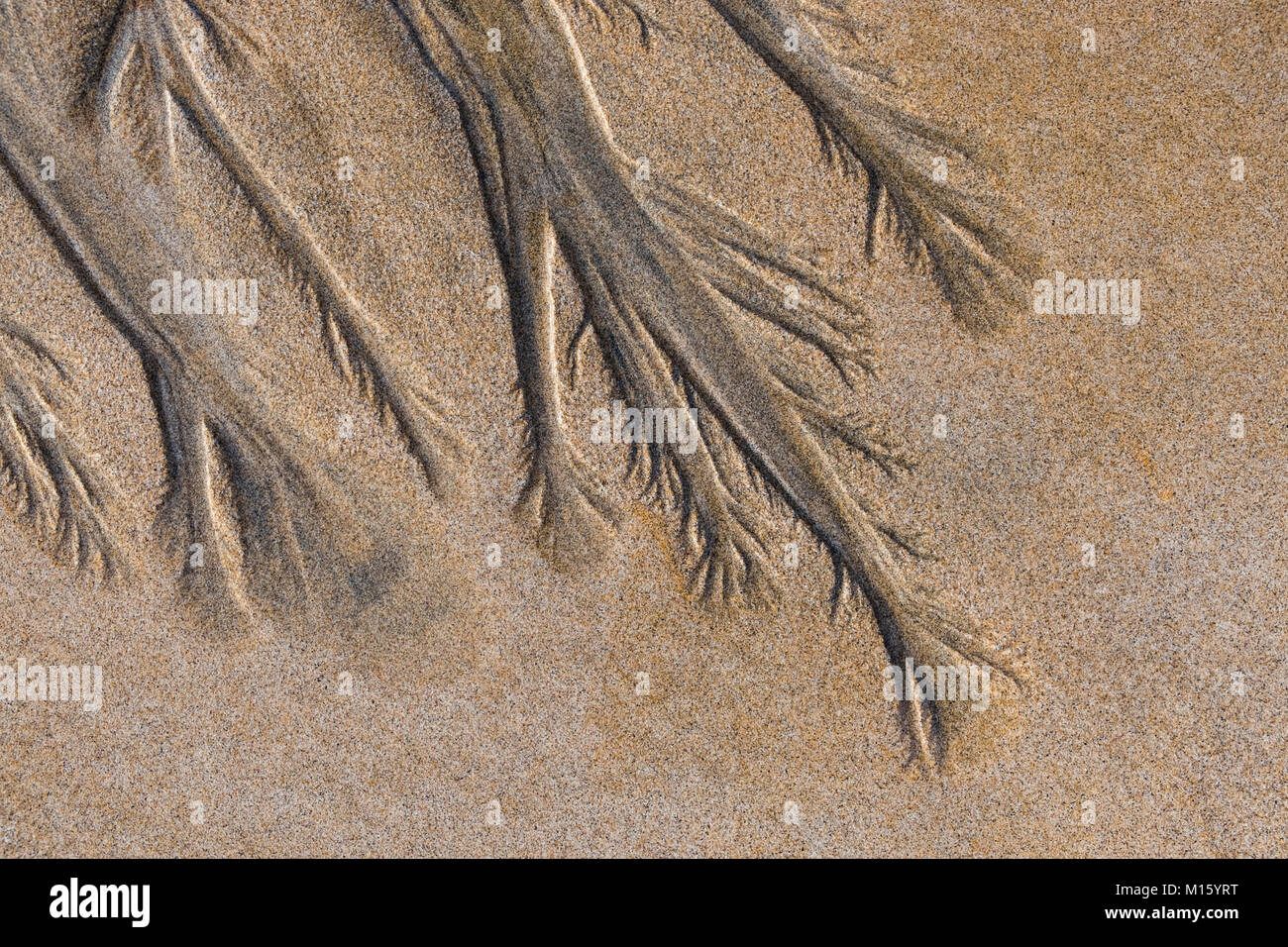 Structures in sand on sandy beach,Fuerteventura,Canary Islands,Spain ...
