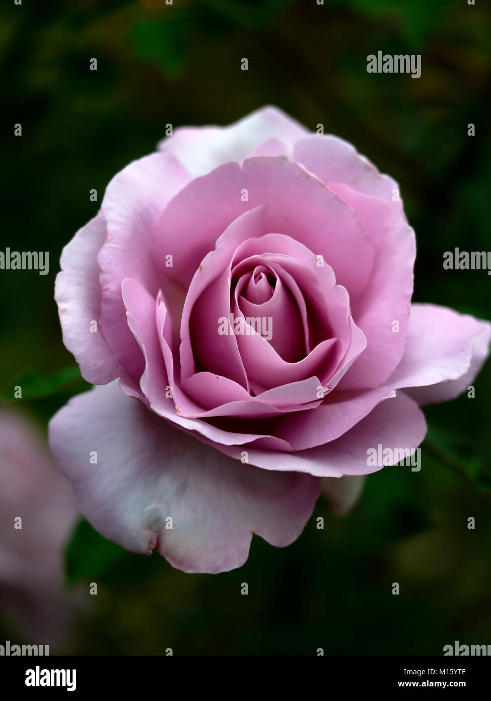 Rosephotography hi-res stock photography and images - Alamy
