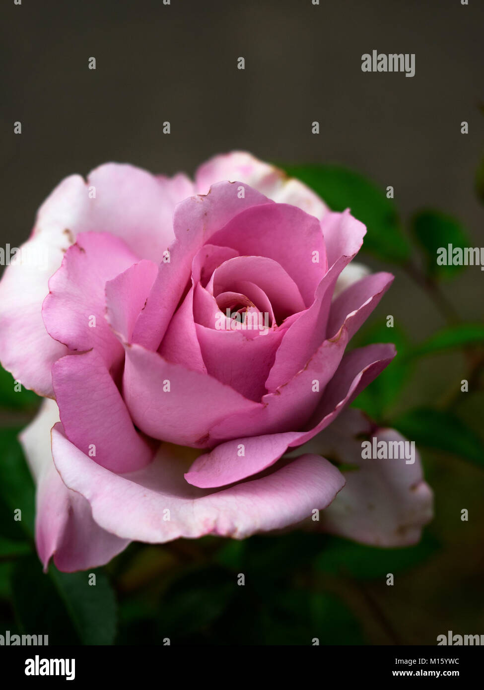 Macro Rose flower from my garden Stock Photo - Alamy