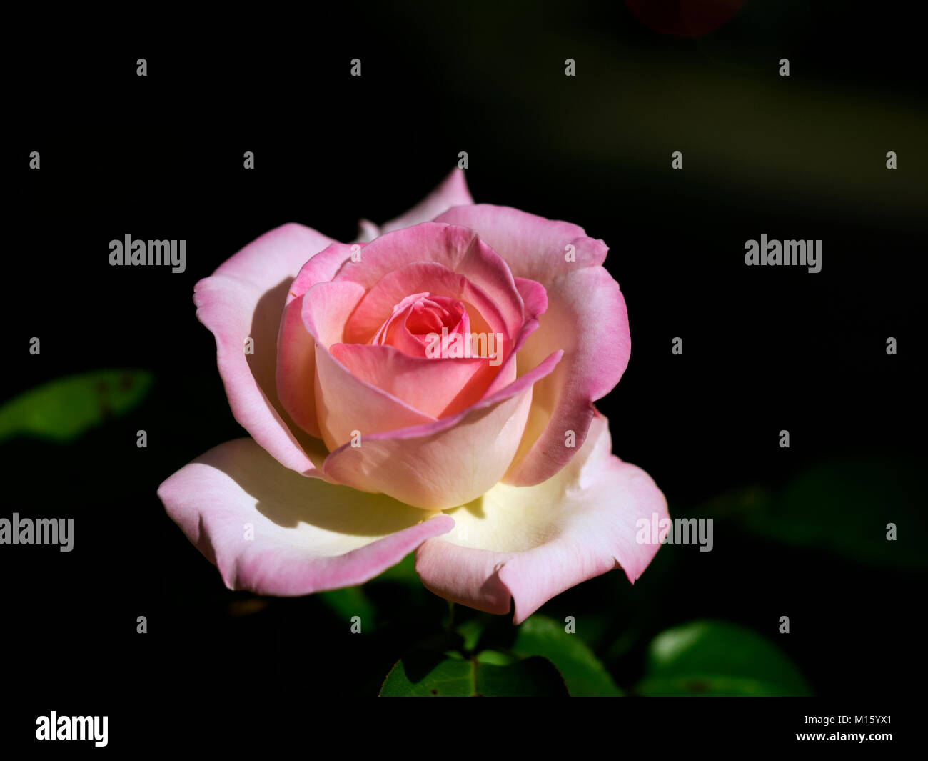 Macro Rose flower from my garden Stock Photo - Alamy