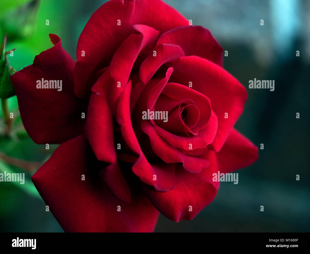 Macro Rose flower from my garden Stock Photo - Alamy