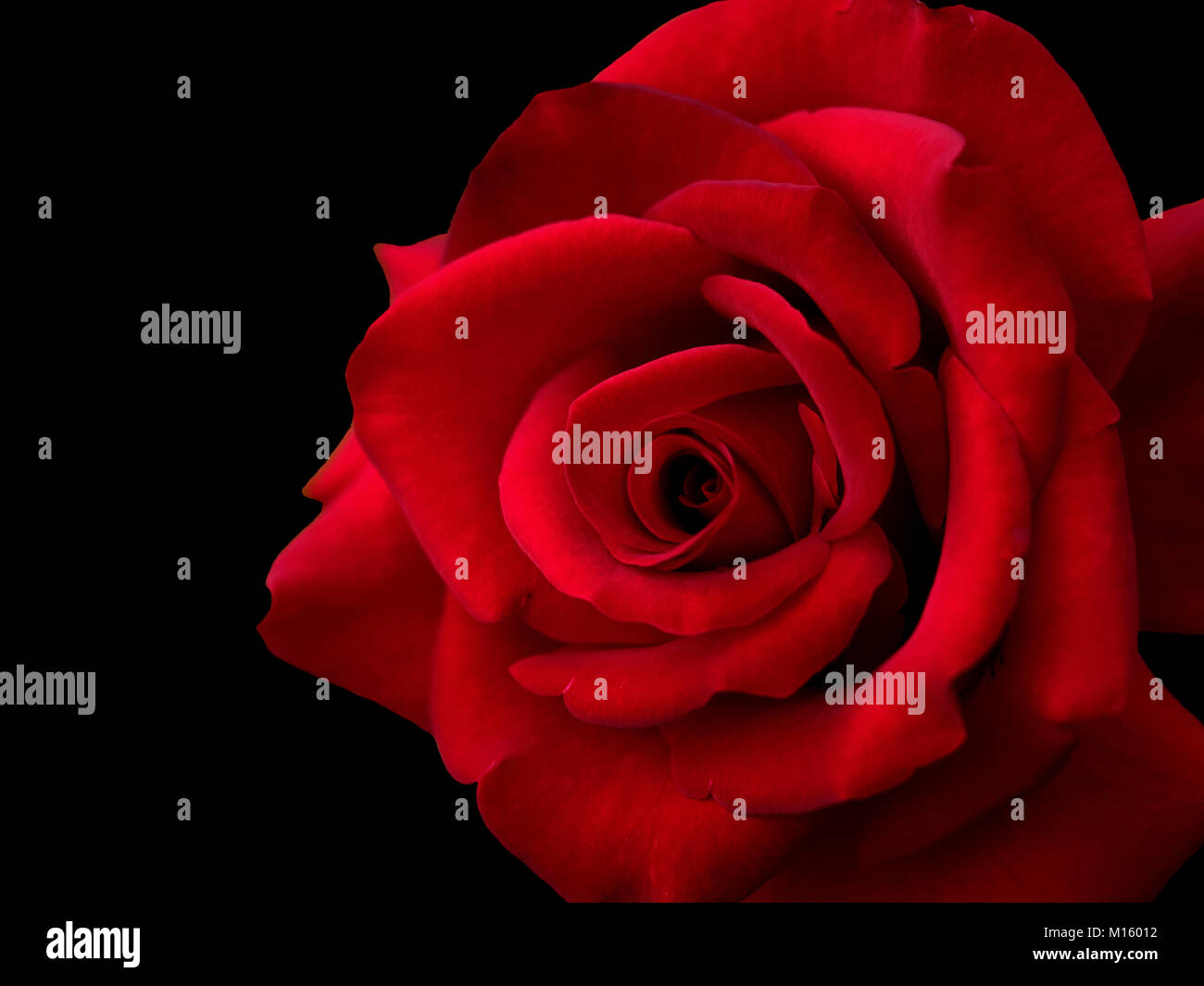 Macro Rose flower from my garden Stock Photo - Alamy