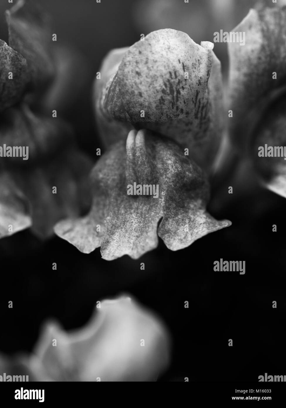 Snapdragon Black and White Stock Photos & Images - Alamy