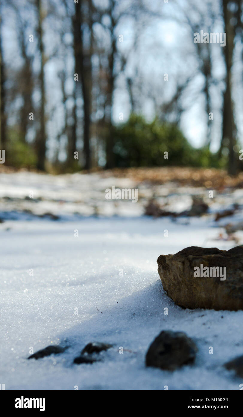 winter forest after snow Stock Photo - Alamy