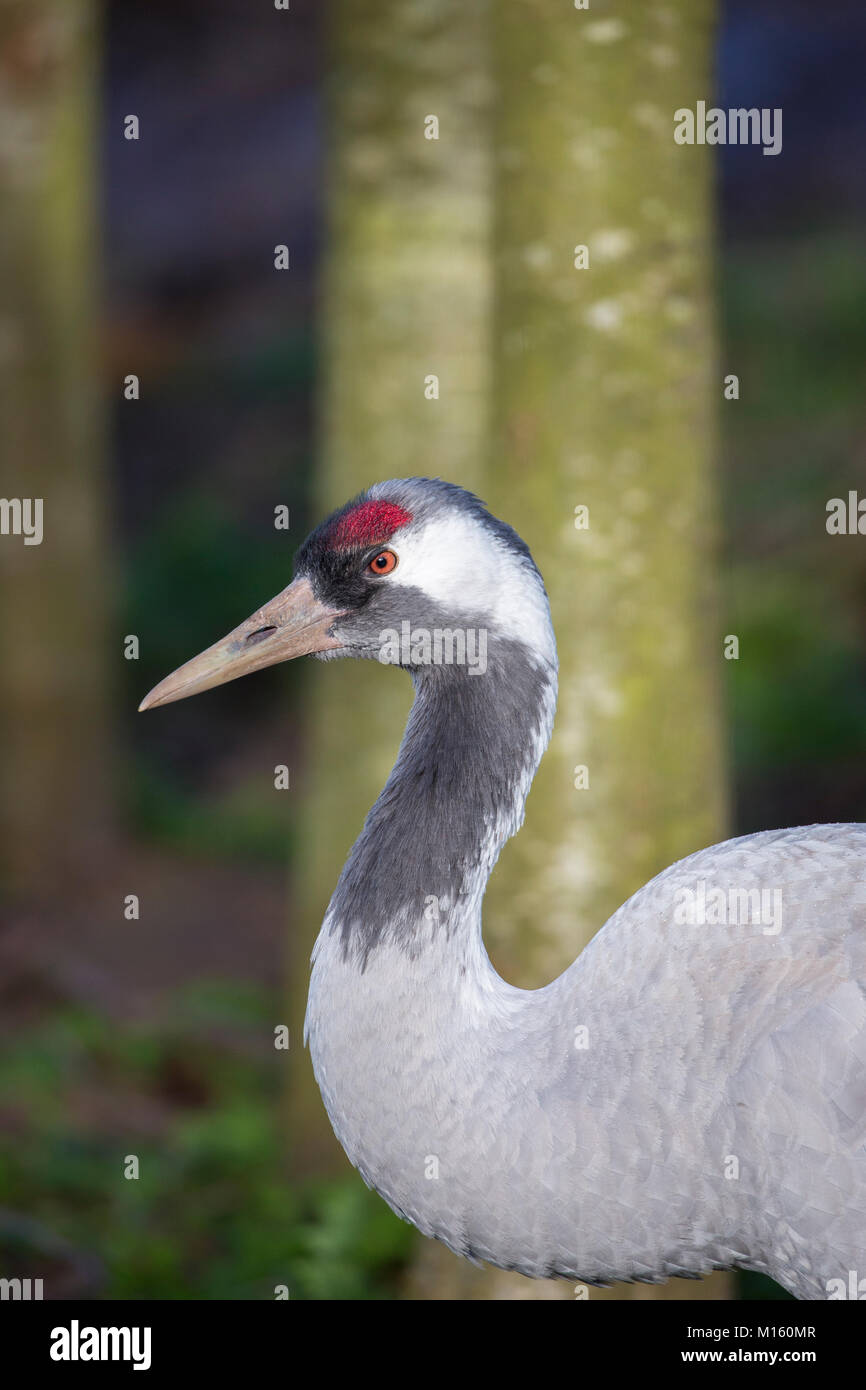 Eurasian cranes uk hi-res stock photography and images - Alamy