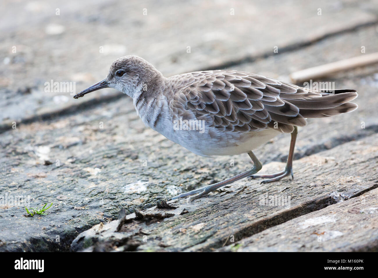 Ruff wading bird - Philomachus pugnax - at Slimbridge Wildfowl and ...