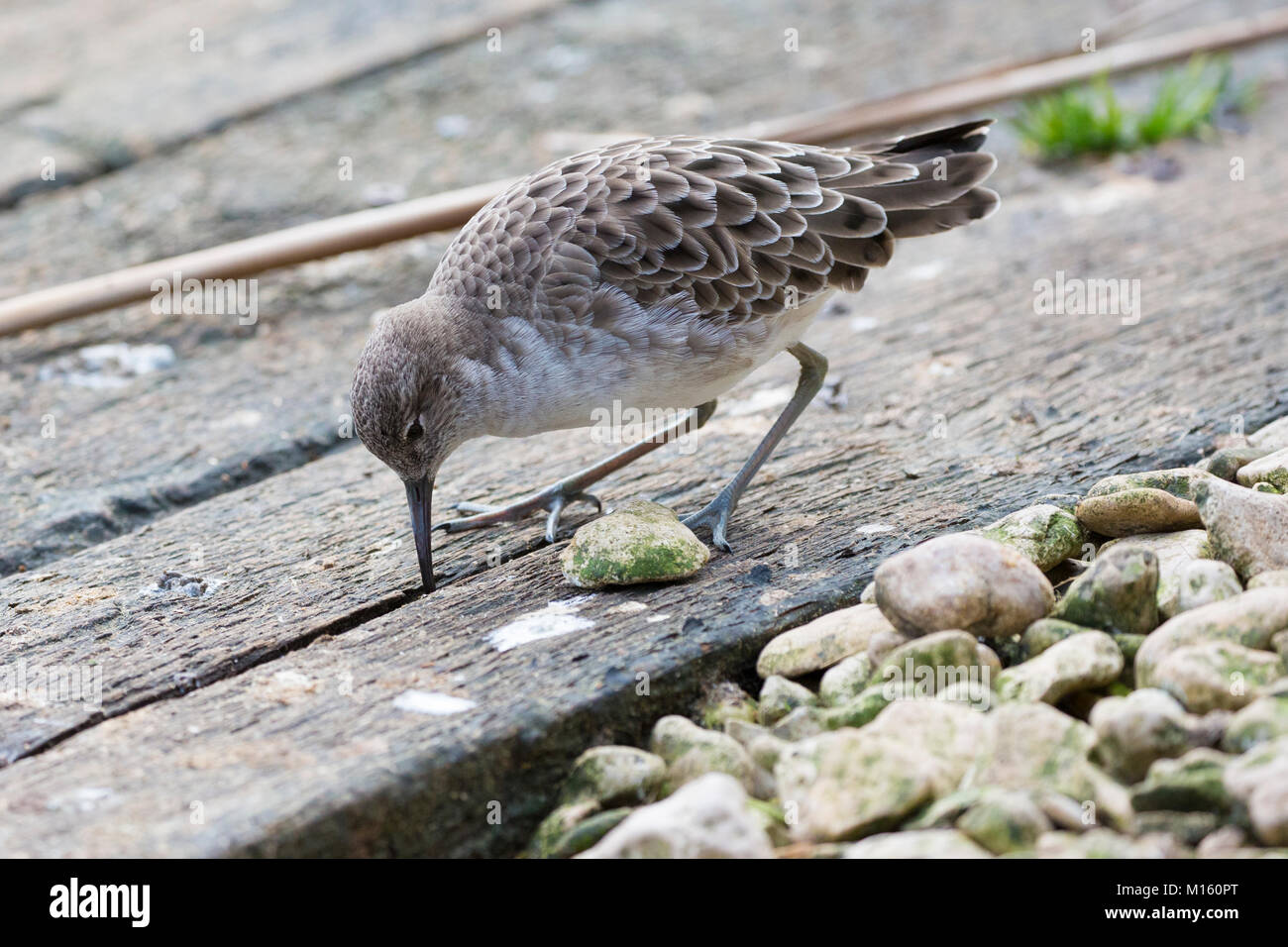 Ruff bird uk hi-res stock photography and images - Alamy