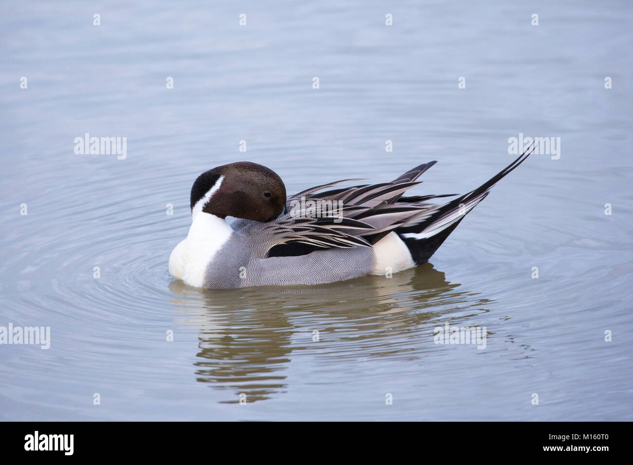 What Do You Call A Male Pintail Duck at Marilyn Sylvester blog