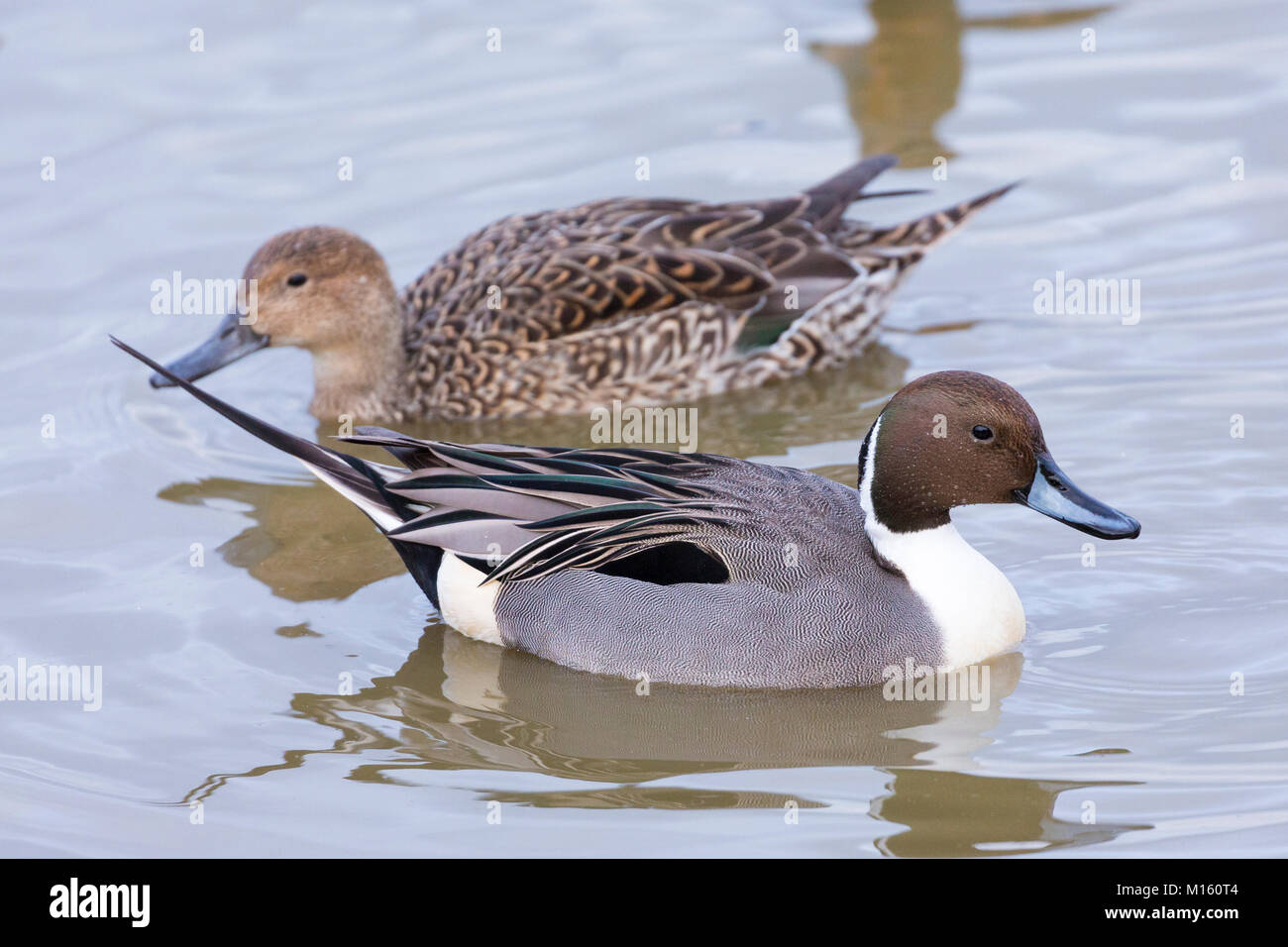 What Do You Call A Male Pintail Duck at Marilyn Sylvester blog