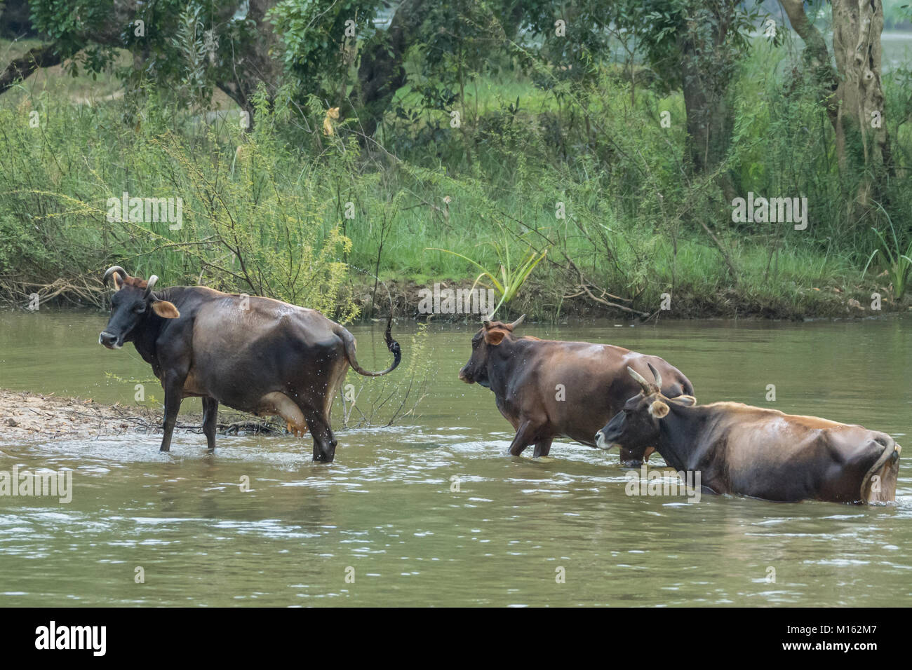 Coorg, India - October 29, 2013: View on Kaveri River across from ...