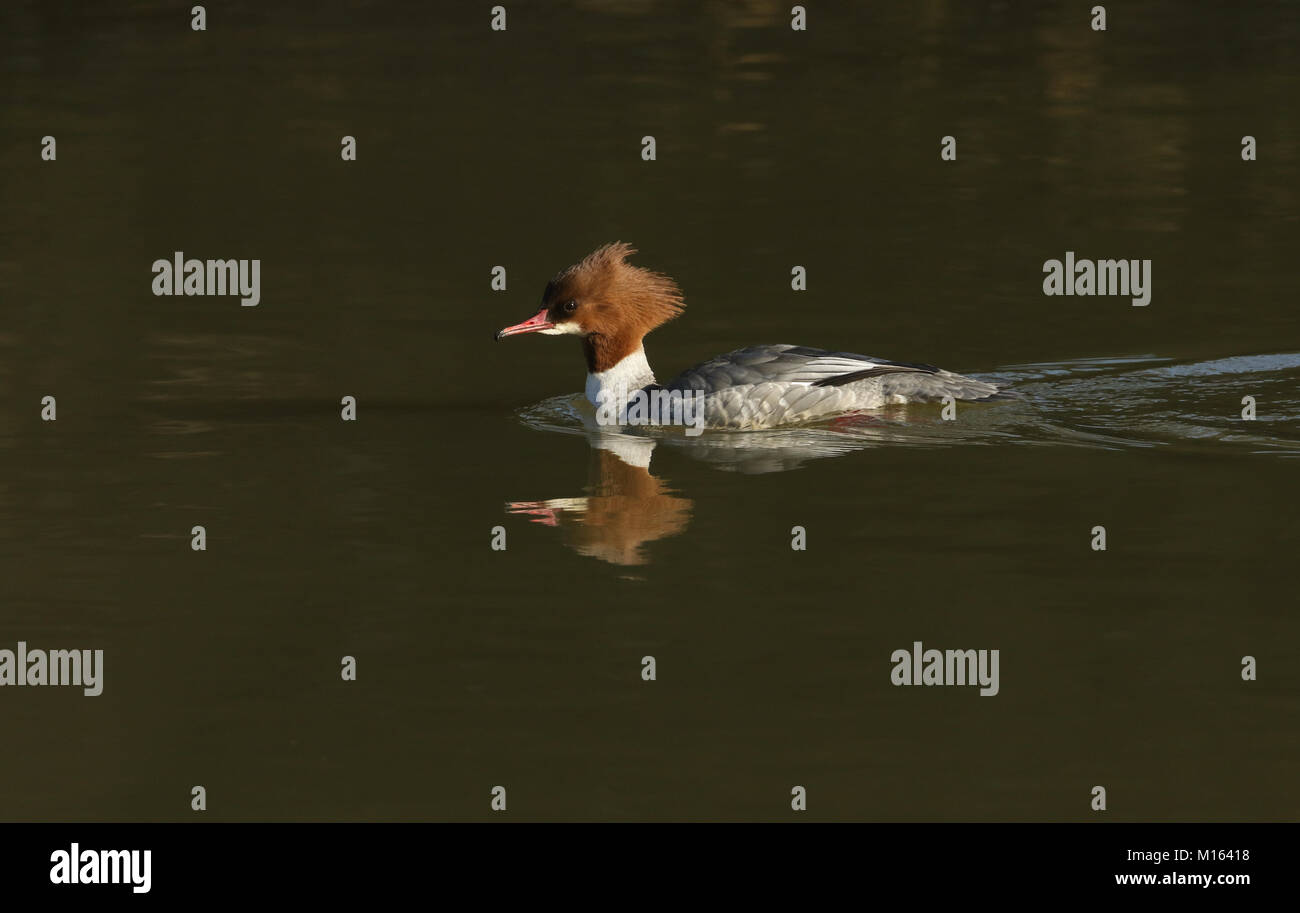 A beautiful female Goosander (Mergus merganser) fishing on a fast ...