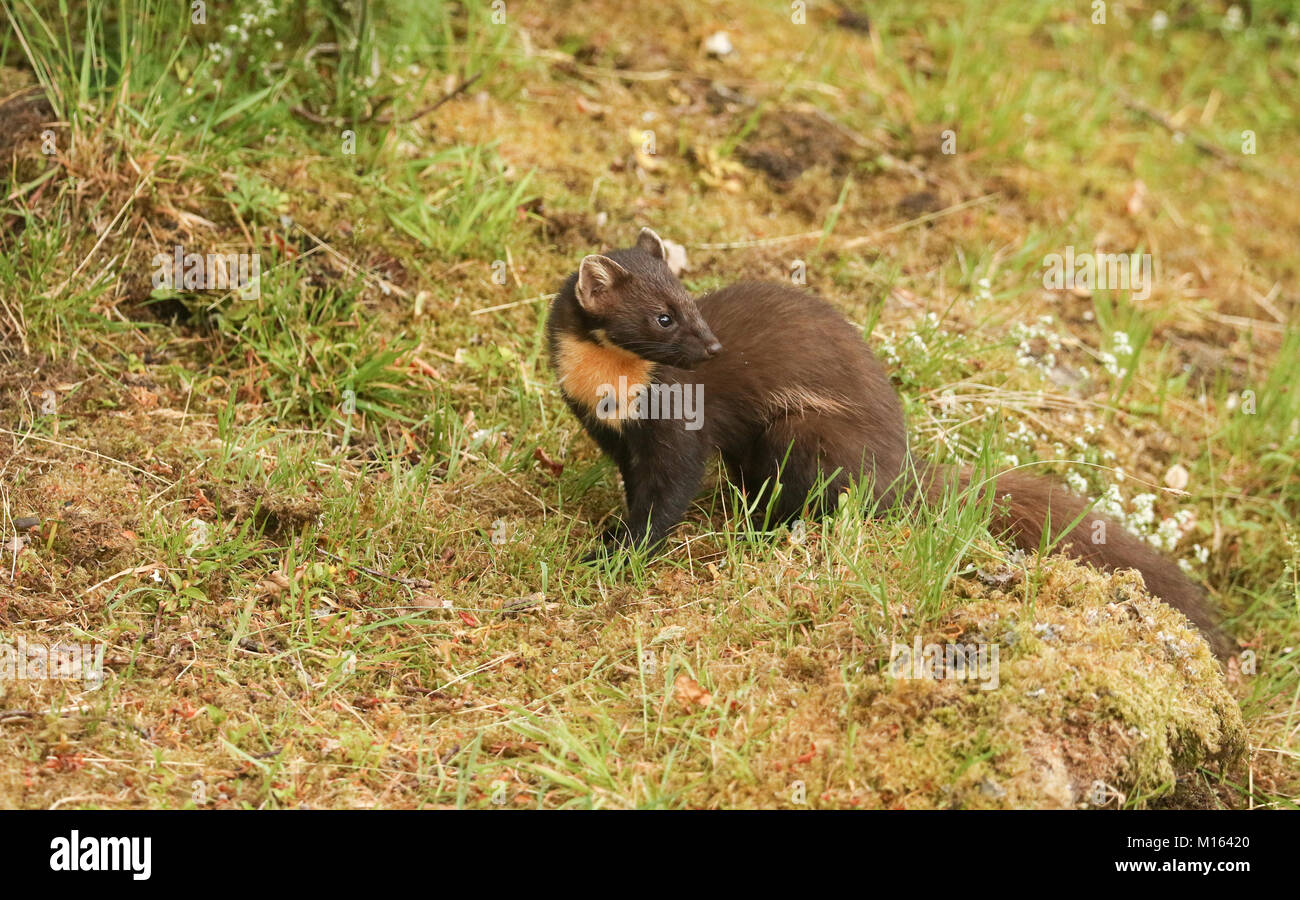Weasel face hi-res stock photography and images - Alamy