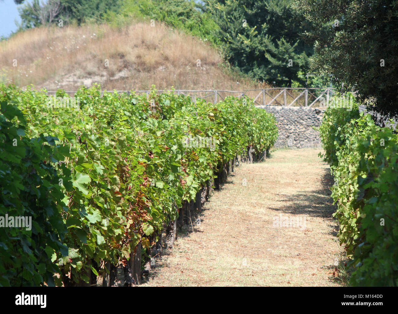 Vineyard outside the amphitheatre with the plywood pyramid, Pompeii ...