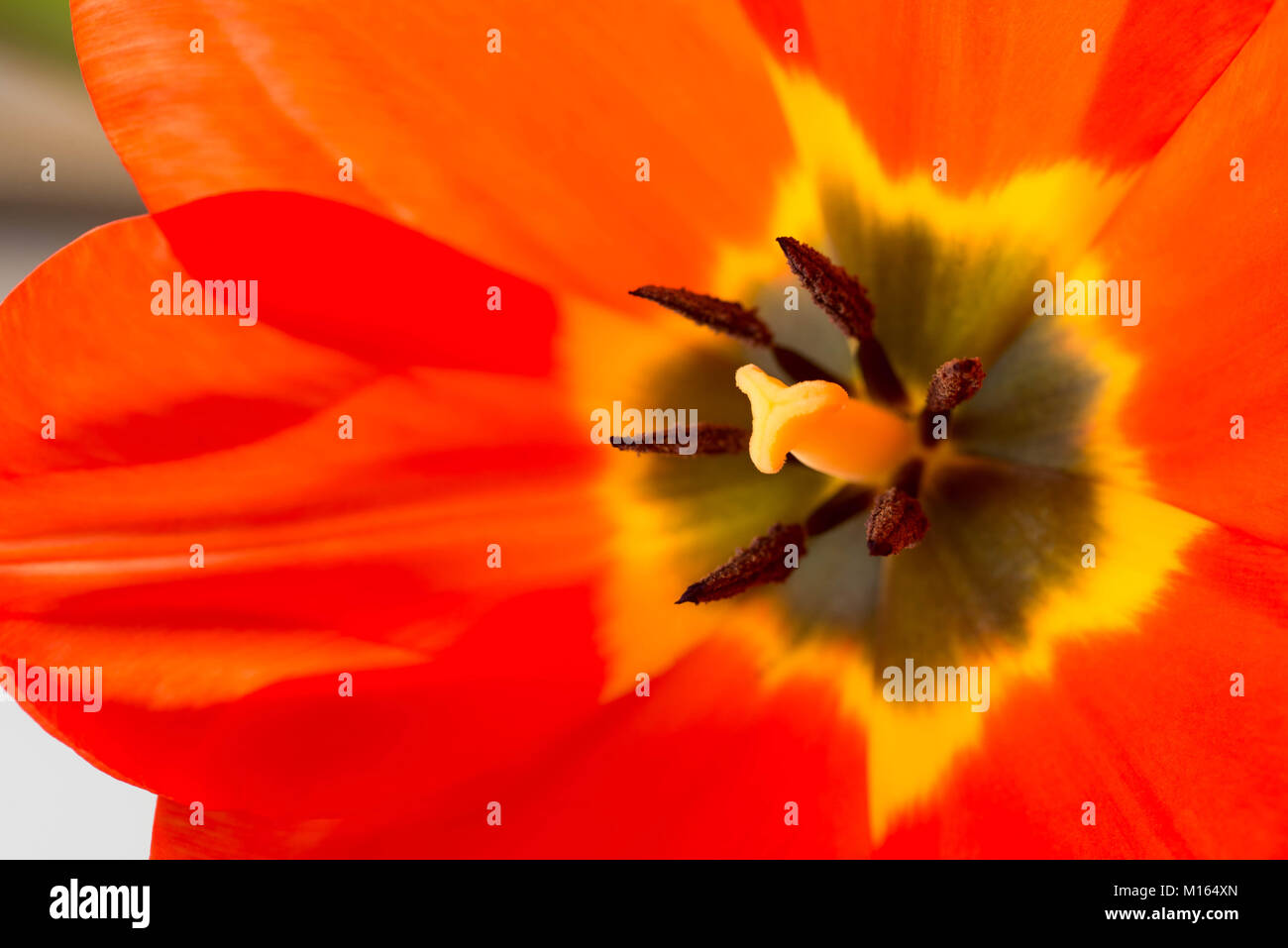 Tulip stamen pistil macro hi-res stock photography and images - Alamy