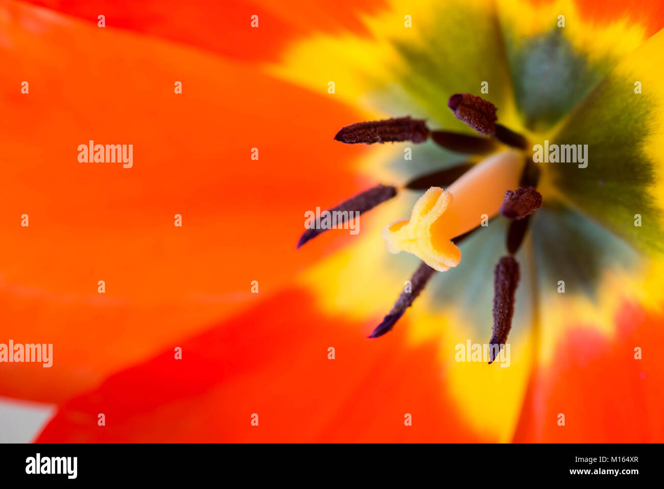 Tulip stamen pistil macro hi-res stock photography and images - Alamy