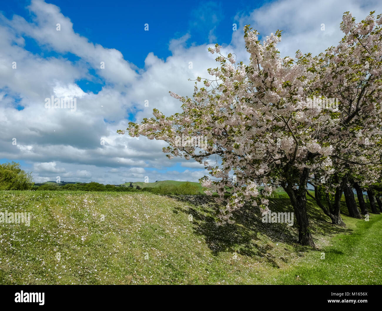 Cherry orchard new zealand hi-res stock photography and images - Alamy