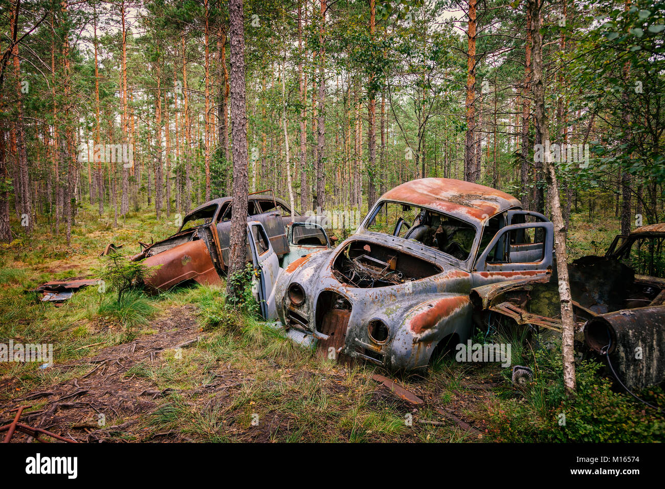 Rusty old abandoned cars in forest Stock Photo - Alamy
