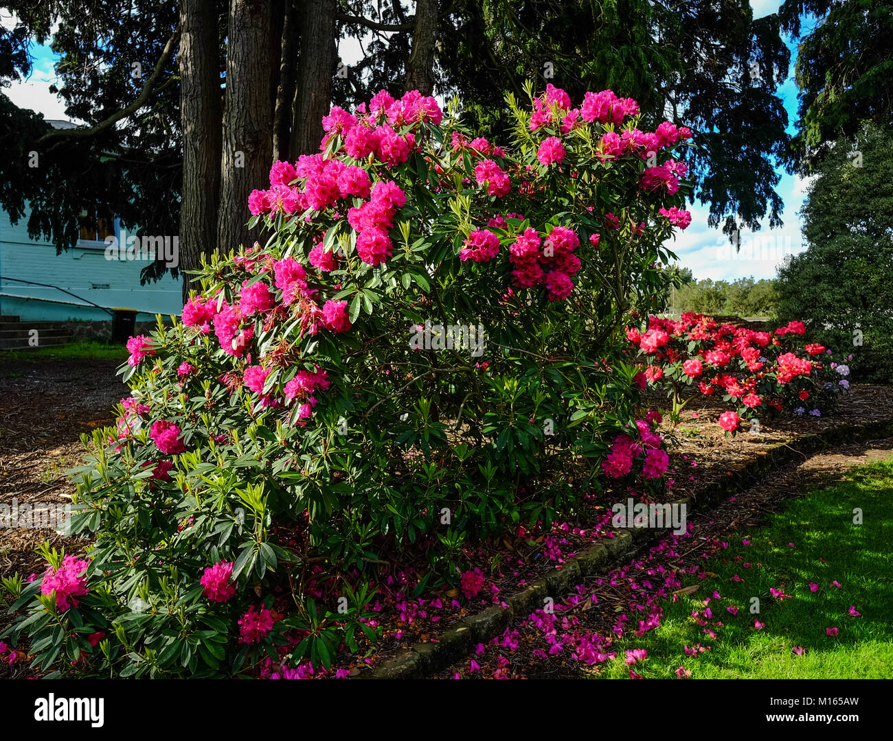 Pink Rhododendron tree and flowers at the botanic garden Stock Photo ...