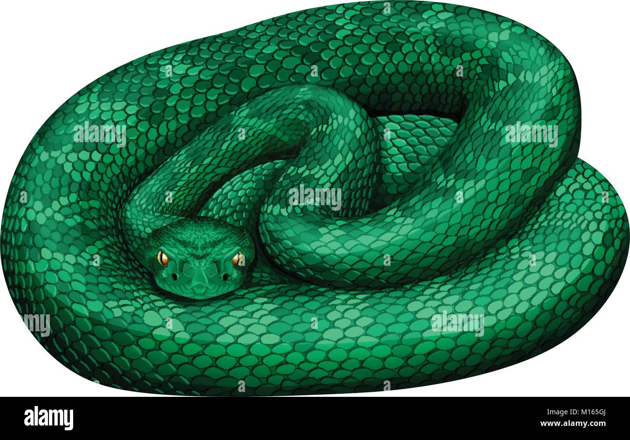 Green rattlesnake on white background illustration Stock Vector Image ...