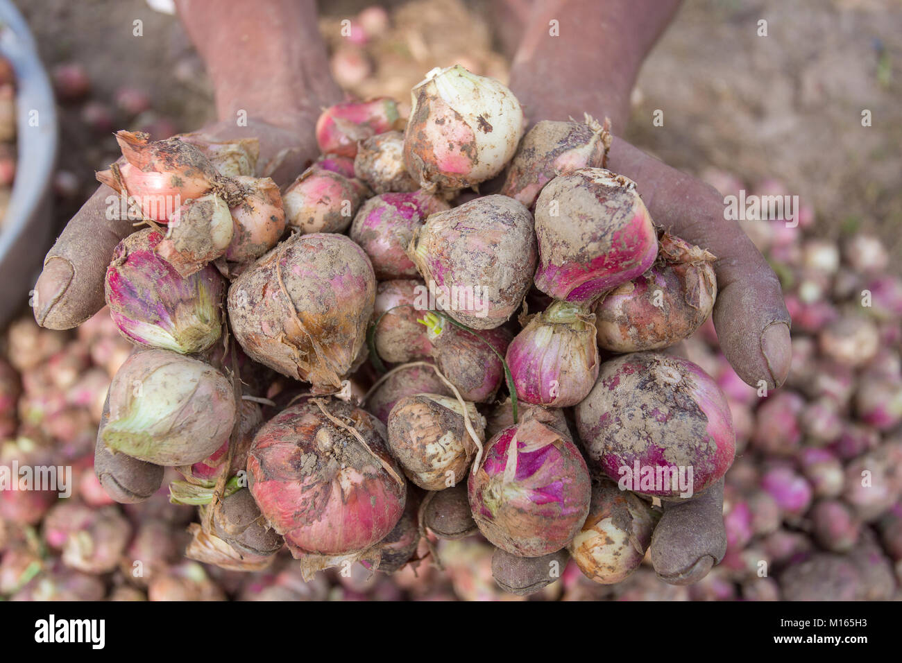 Bangladeshi labor working on onion harvesting field at a vegetable ...