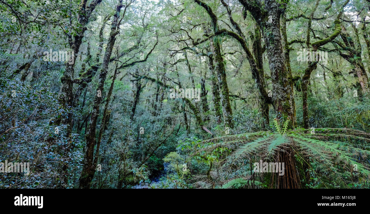 Beautiful vivid rainforest in New Zealand. Tree trunks are covered by ...