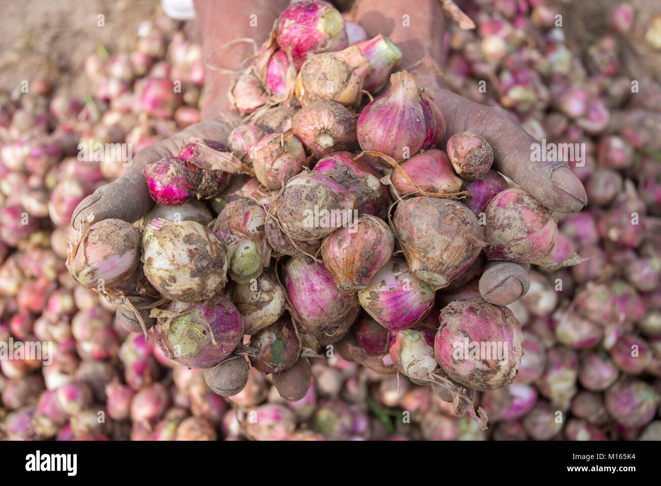 Bangladeshi labor working on onion harvesting field at a vegetable ...