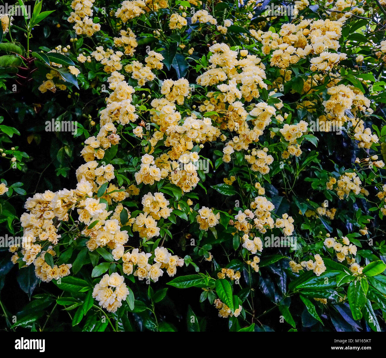 Beautiful bush of roses in a spring garden Stock Photo - Alamy