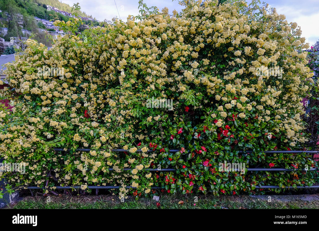 Beautiful bush of roses in a botanic garden Stock Photo - Alamy