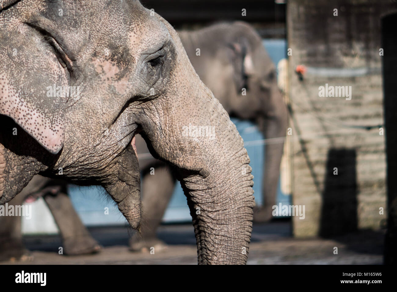 happy elephant in a zoo Stock Photo - Alamy
