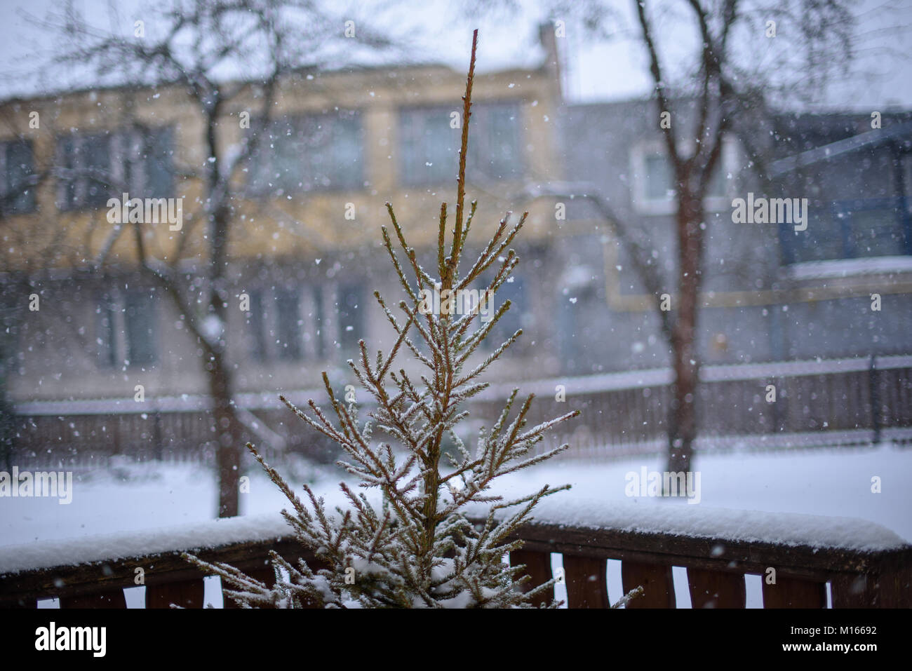 Tree during snowfall hi-res stock photography and images - Alamy