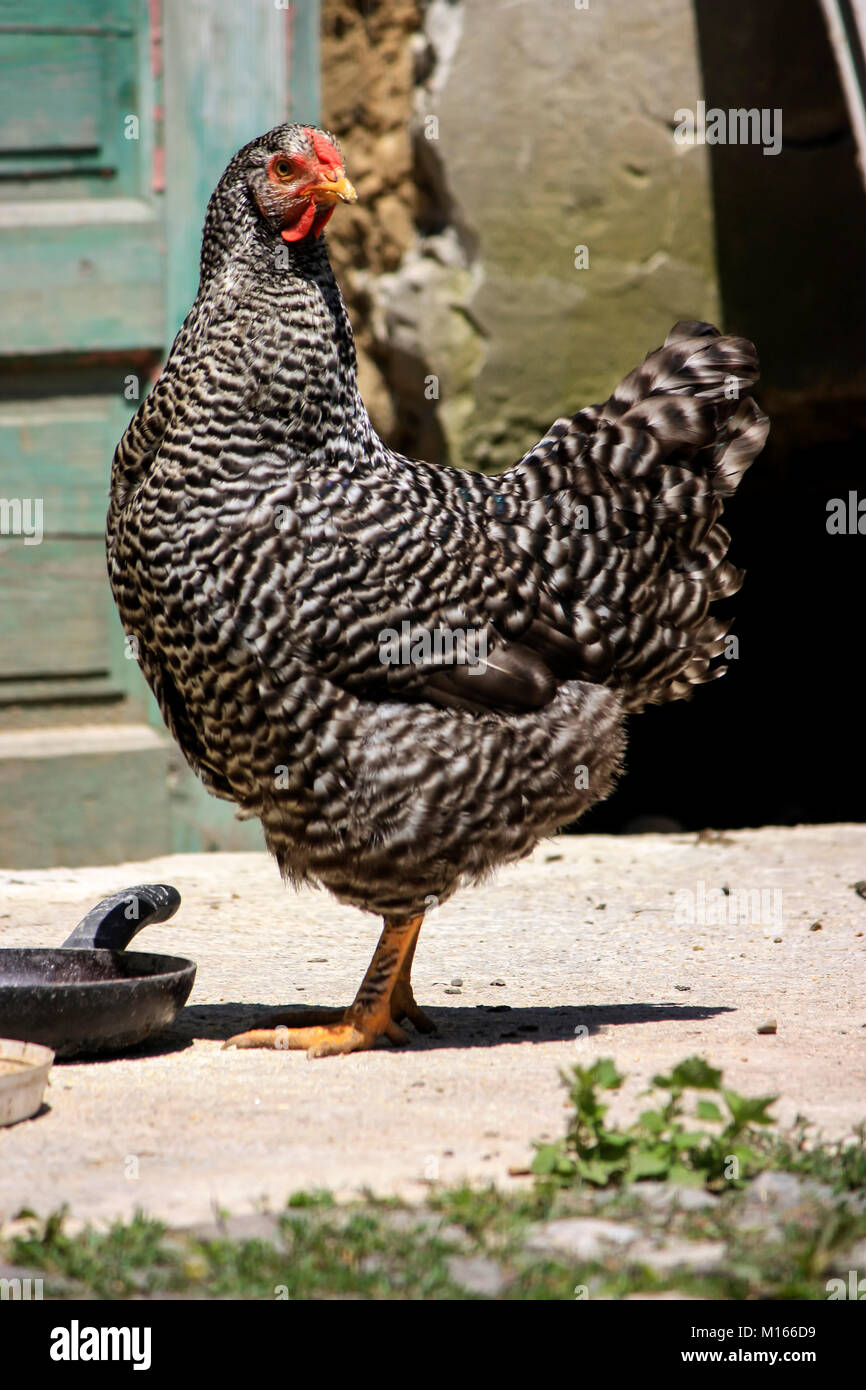 Gray chicken hen looking at camera - country scene Stock Photo - Alamy