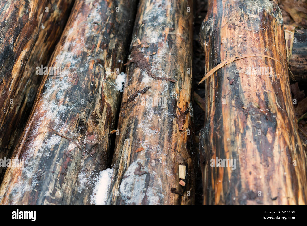logs of logs with bark removed. Close-up Stock Photo - Alamy