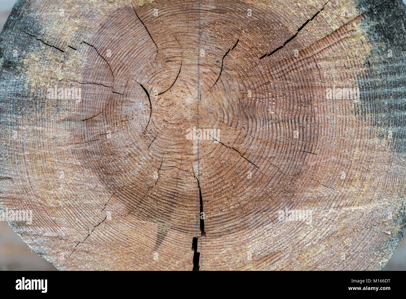 texture of tree stump Stock Photo - Alamy