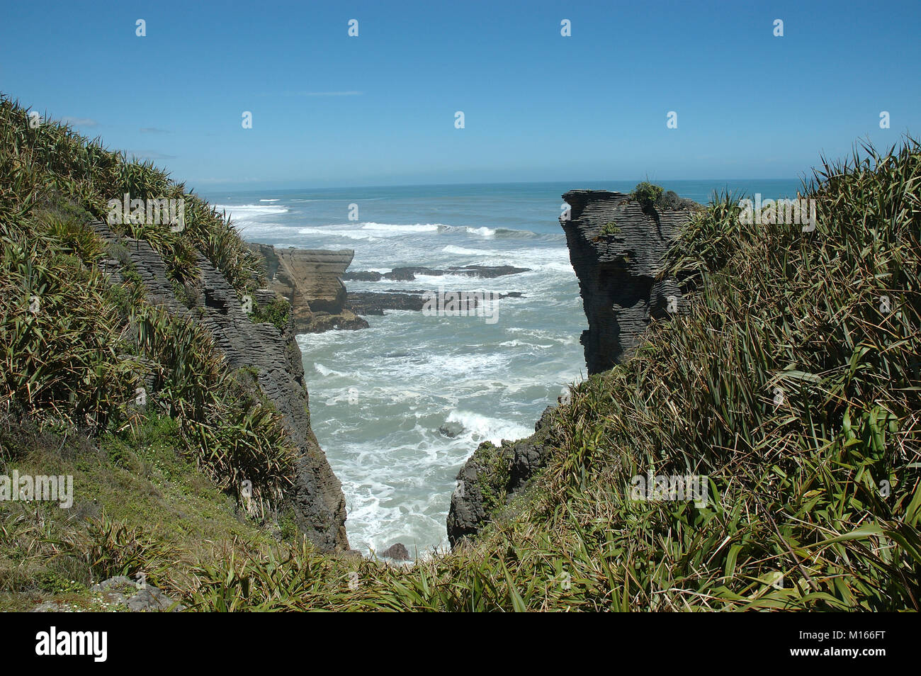 Harakeke hi-res stock photography and images - Alamy