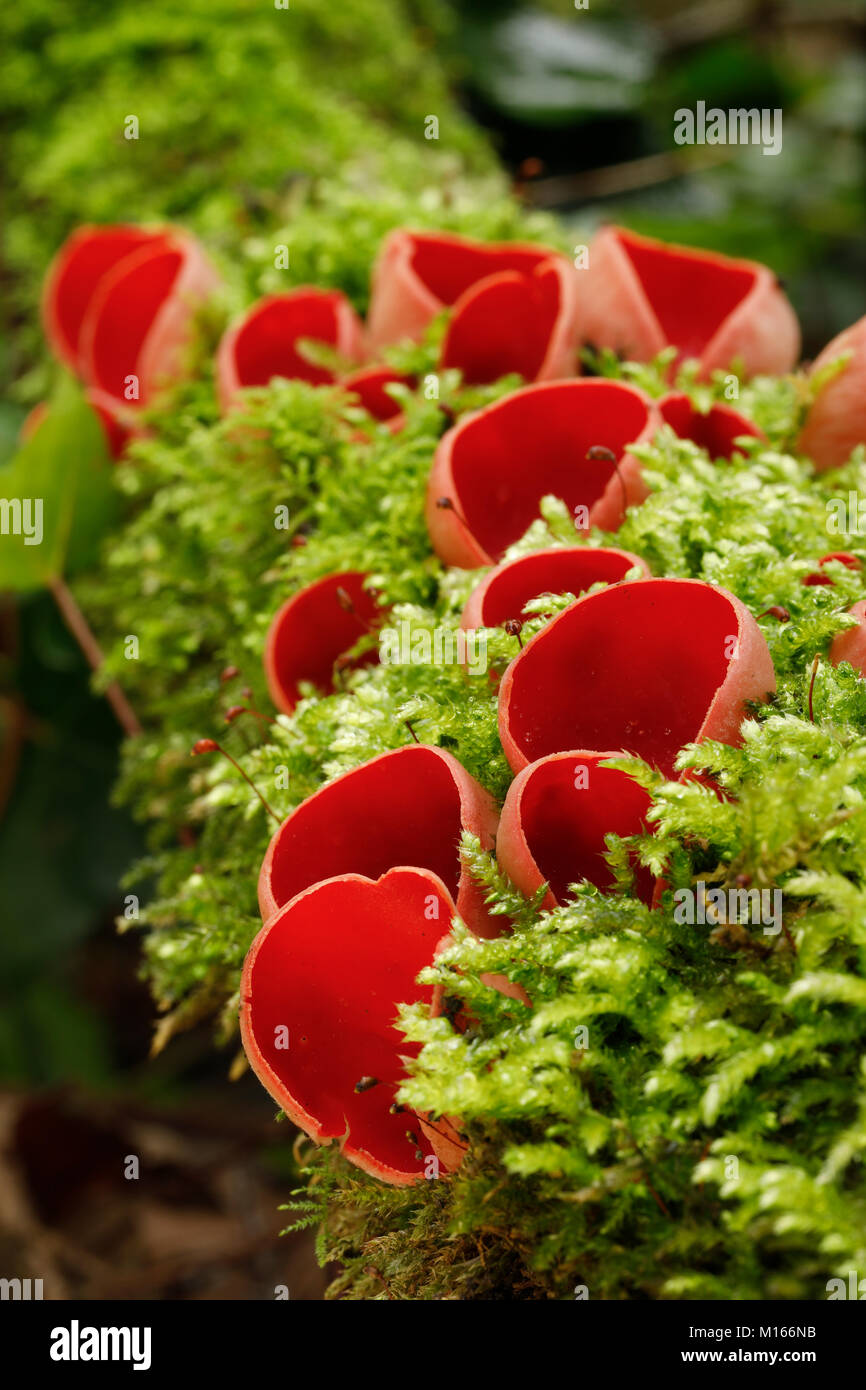 Scarlet elf cups hi-res stock photography and images - Alamy
