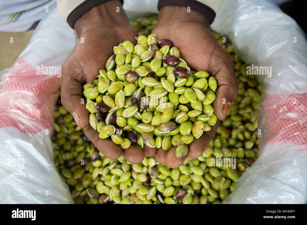 A farmer showing handful of board beans seeds Stock Photo - Alamy
