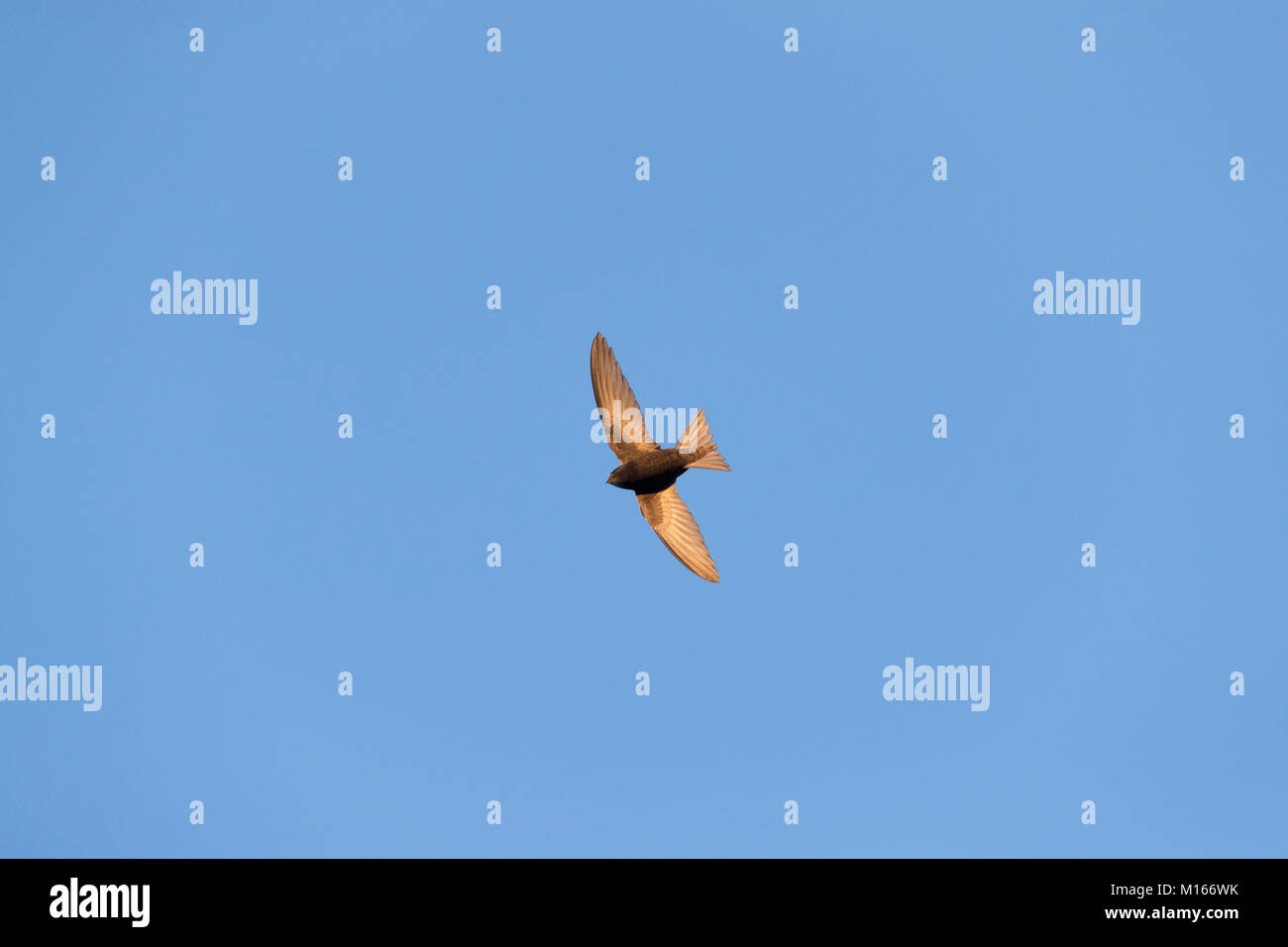Swift bird in flight uk hi-res stock photography and images - Alamy