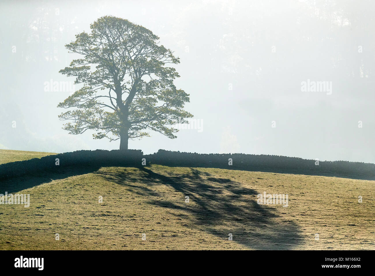 Sycamore Tree Flipped
