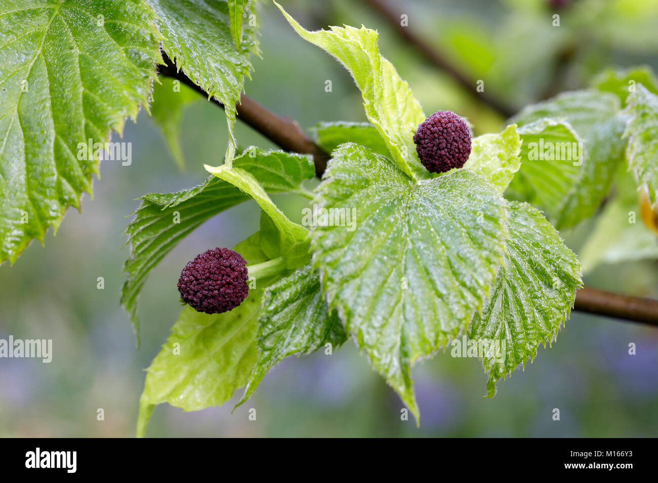 Handkerchief Tree; Davidia involucrata; Trebah Garden; Cornwall; UK ...