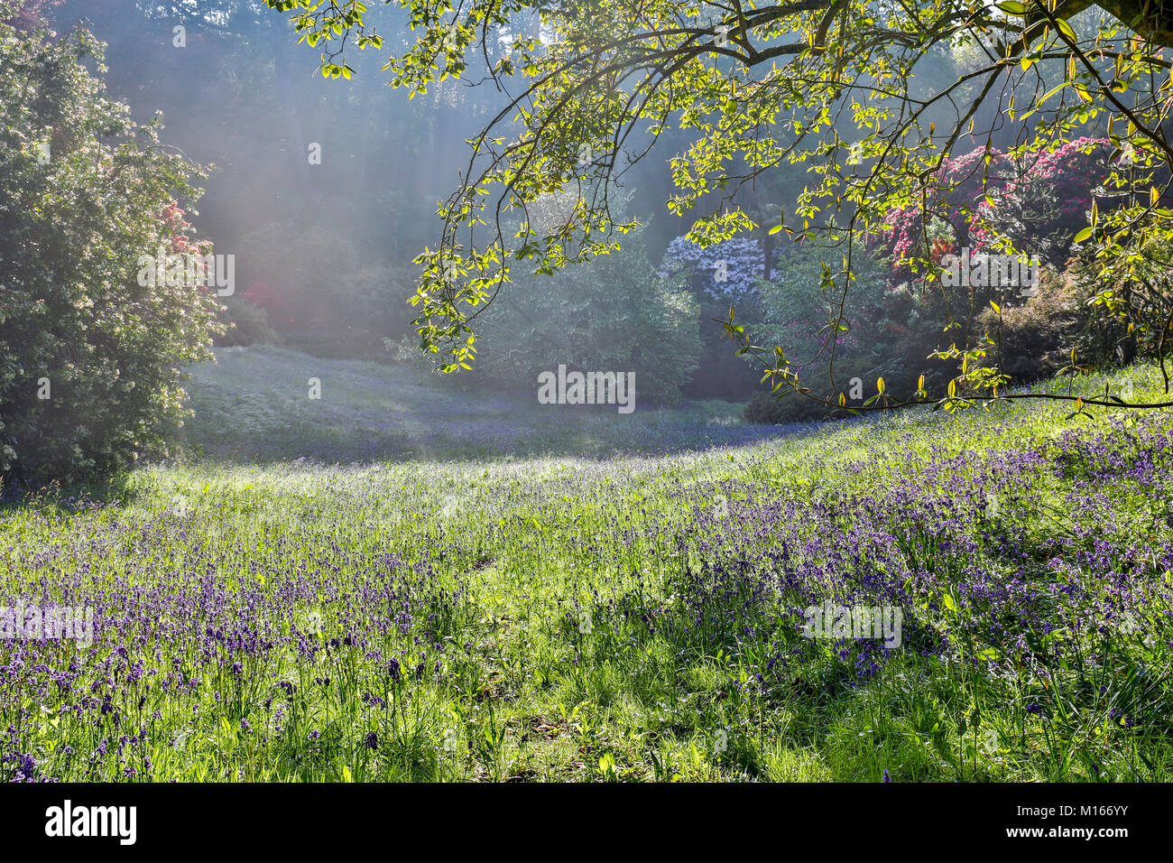Trebah Garden; Spring; Cornwall UK Stock Photo - Alamy