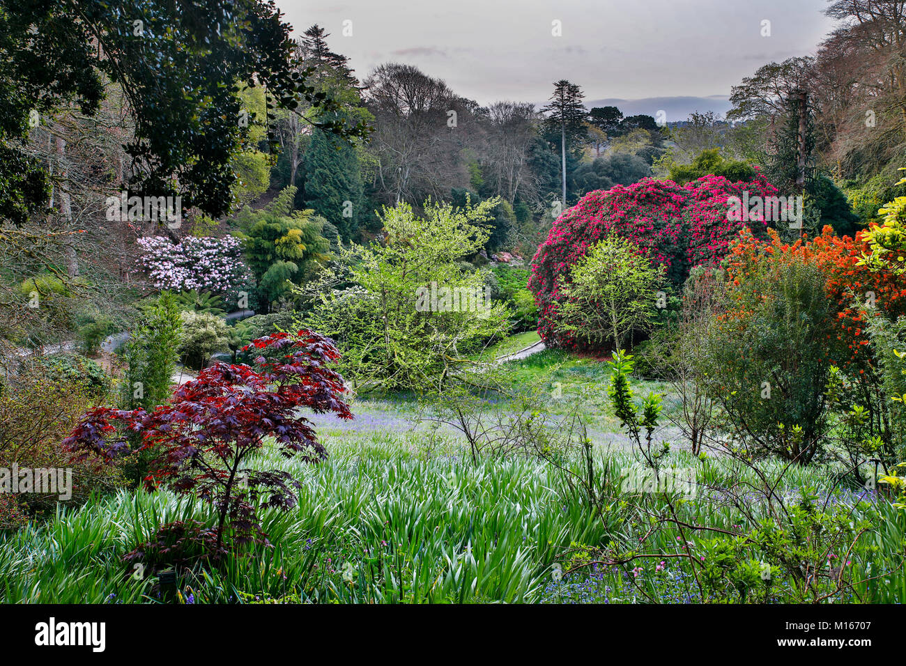 Trebah Garden; Spring; Cornwall; UK Stock Photo - Alamy
