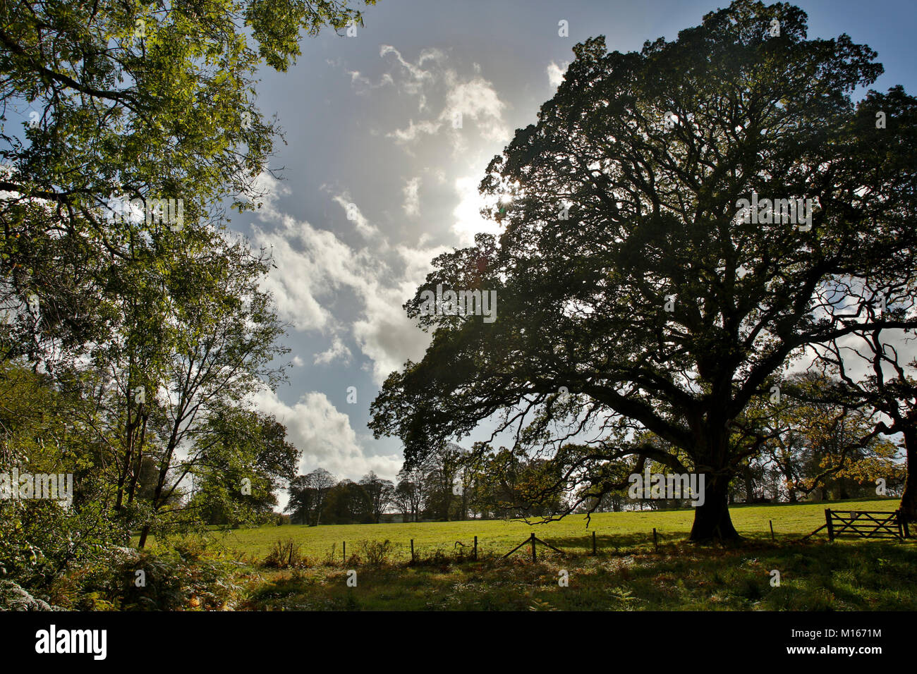 Cornwall trees hi-res stock photography and images - Alamy