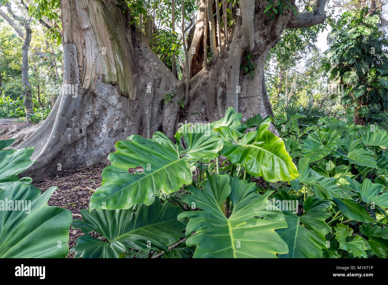 Tropical Rainforest in South Florida at park Stock Photo - Alamy