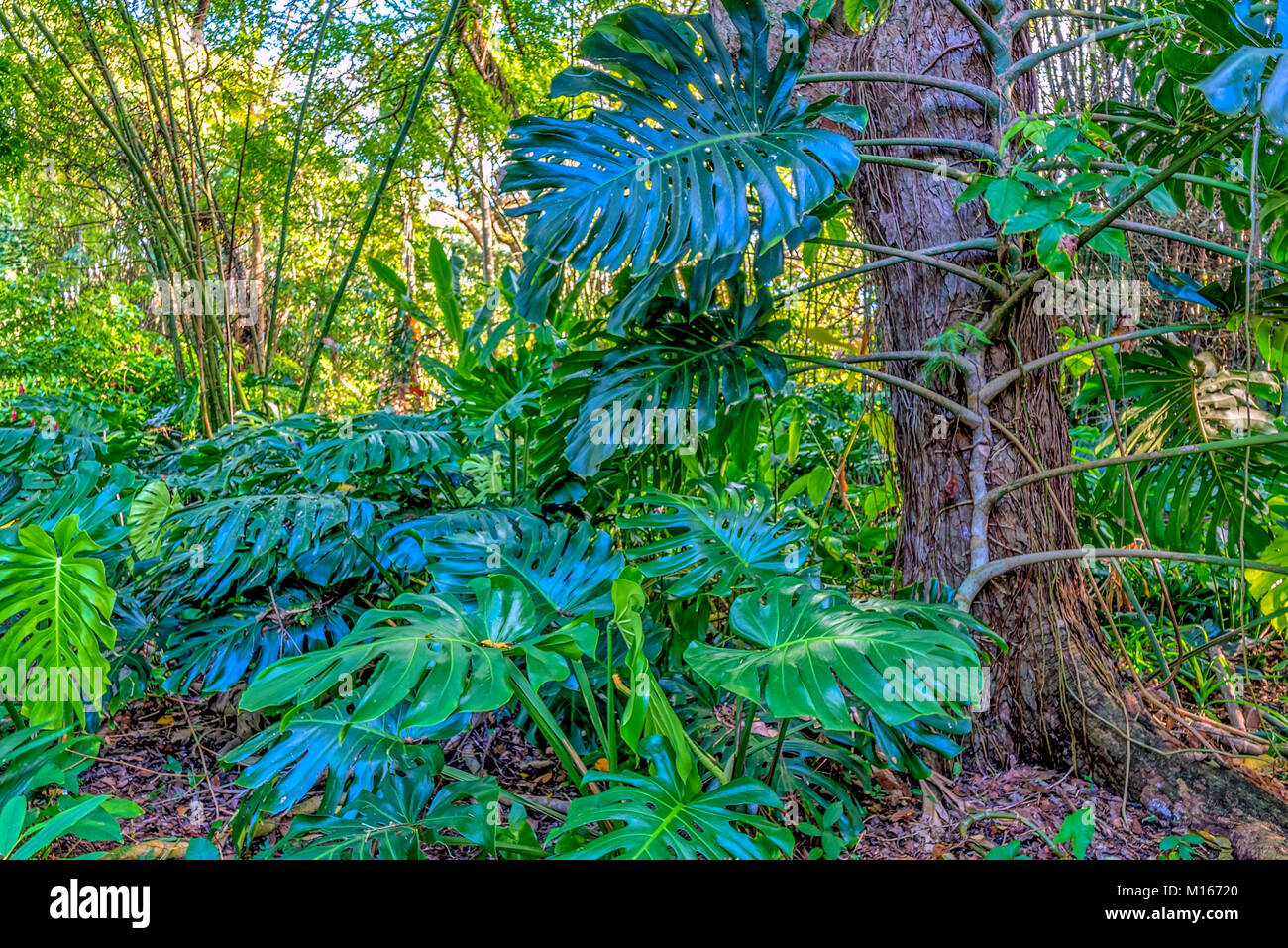 Tropical Rainforest in South Florida at park Stock Photo - Alamy