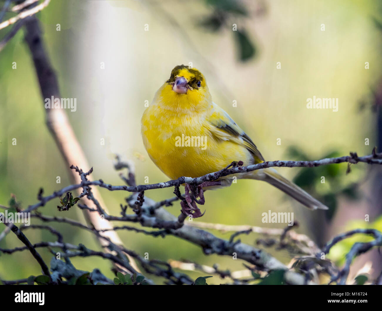 yellow canary,Crithagra flaviventris is a small passerine bird in the ...