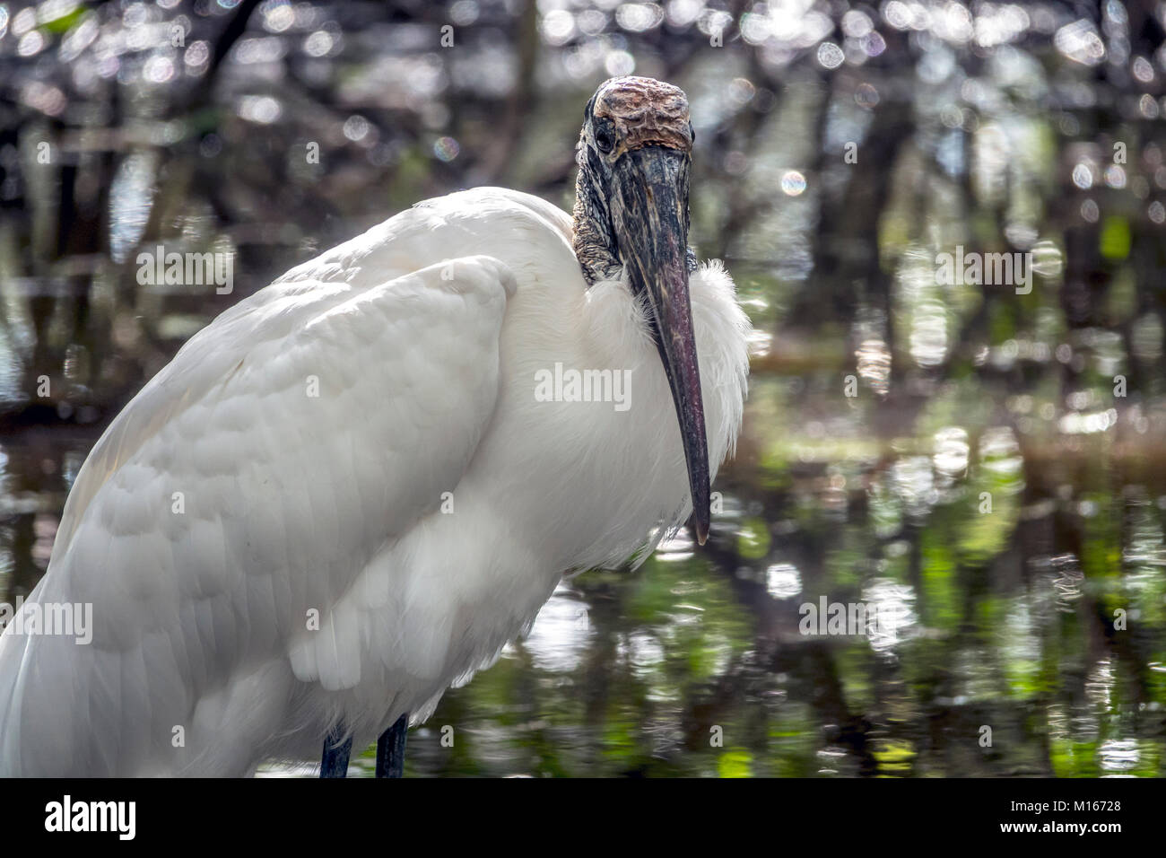 American wood stork hi-res stock photography and images - Alamy