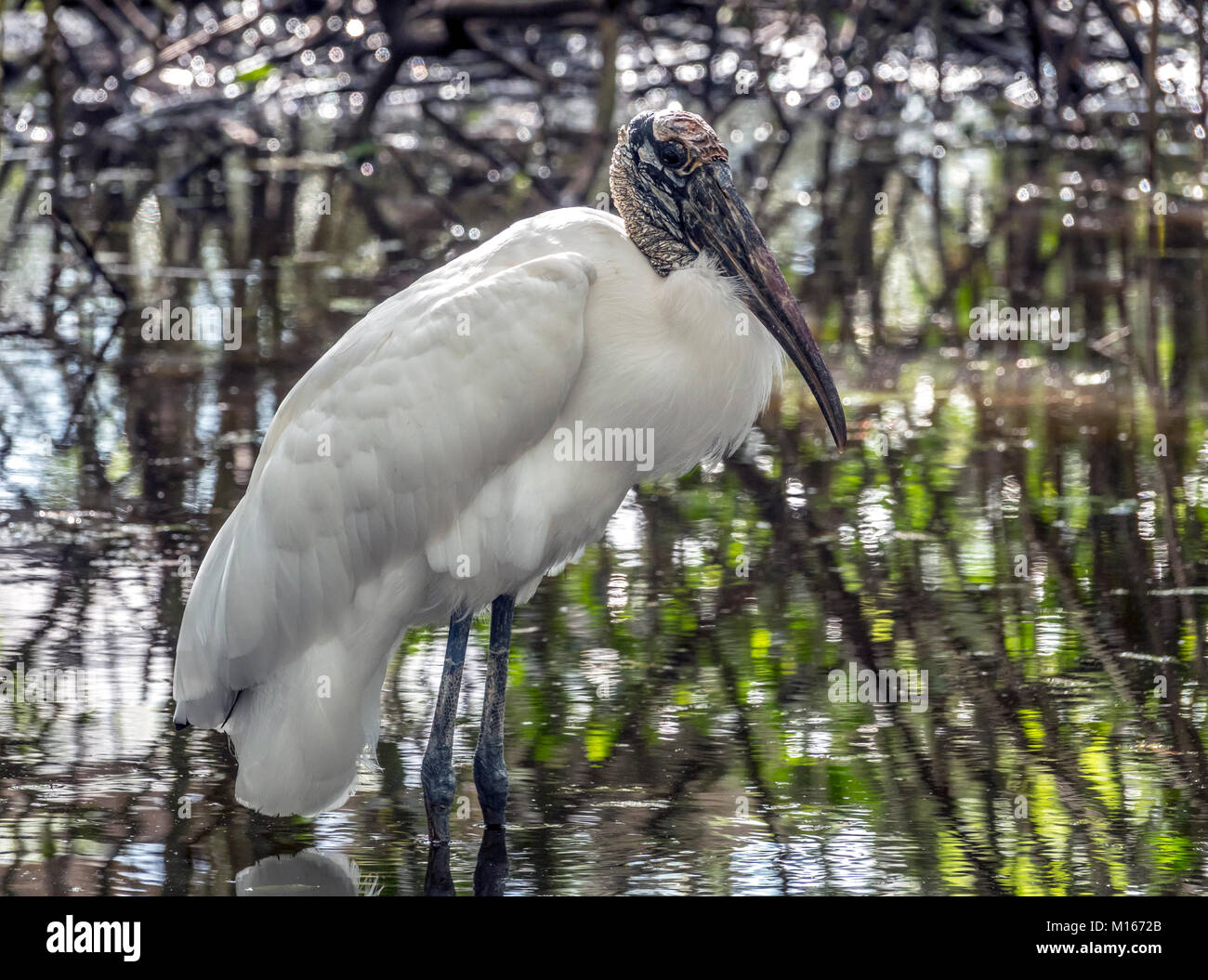 Wood stork large american hi-res stock photography and images - Alamy