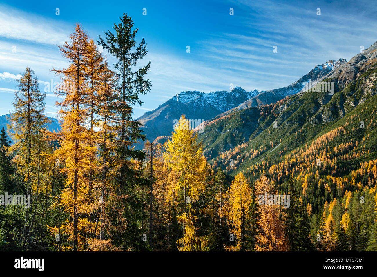 Fall foliage larch trees in the mountains near Resgia, Switzerland ...