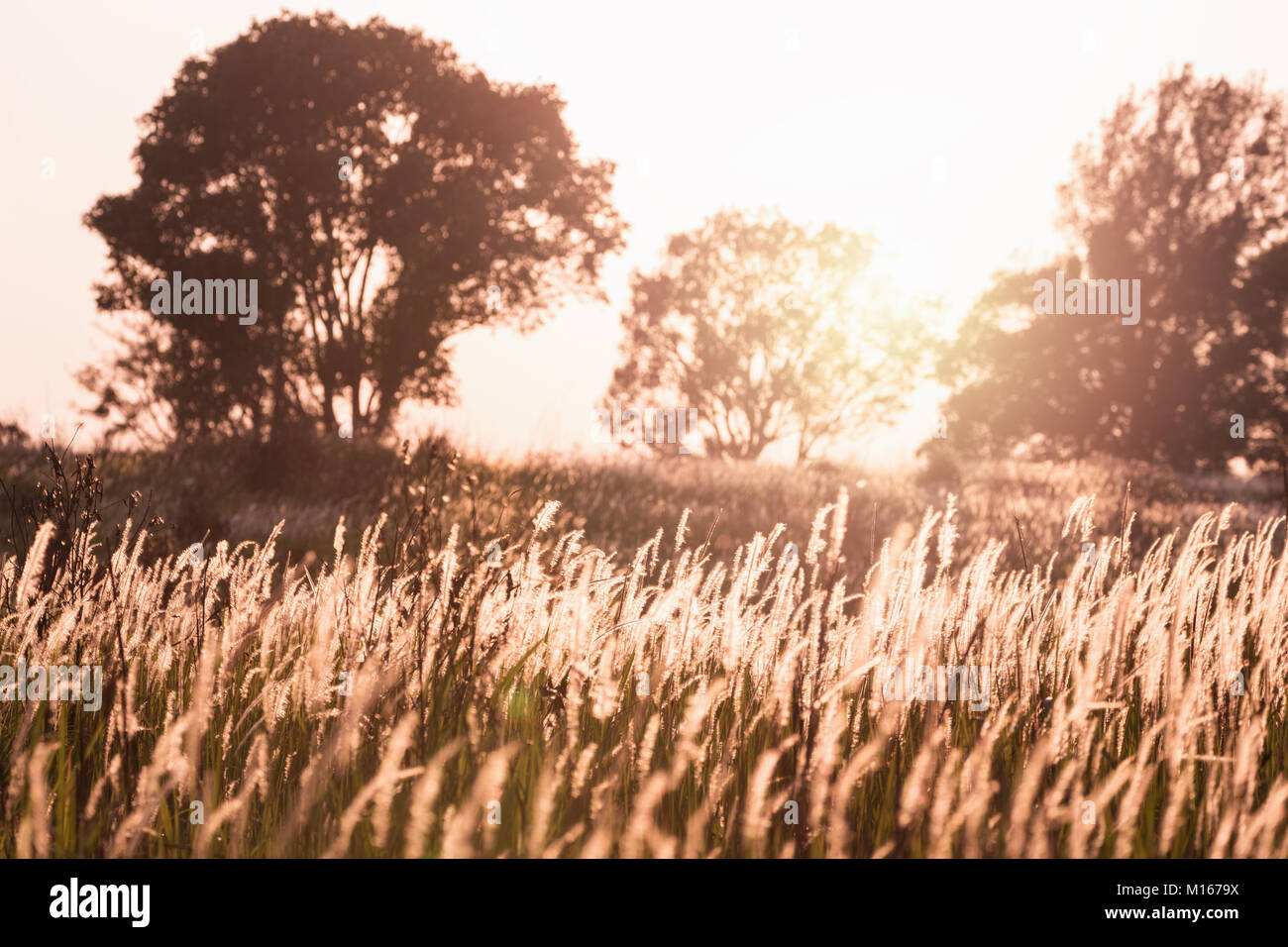 Focusing on blowing flower grass on windy day with blurry silhouetted ...