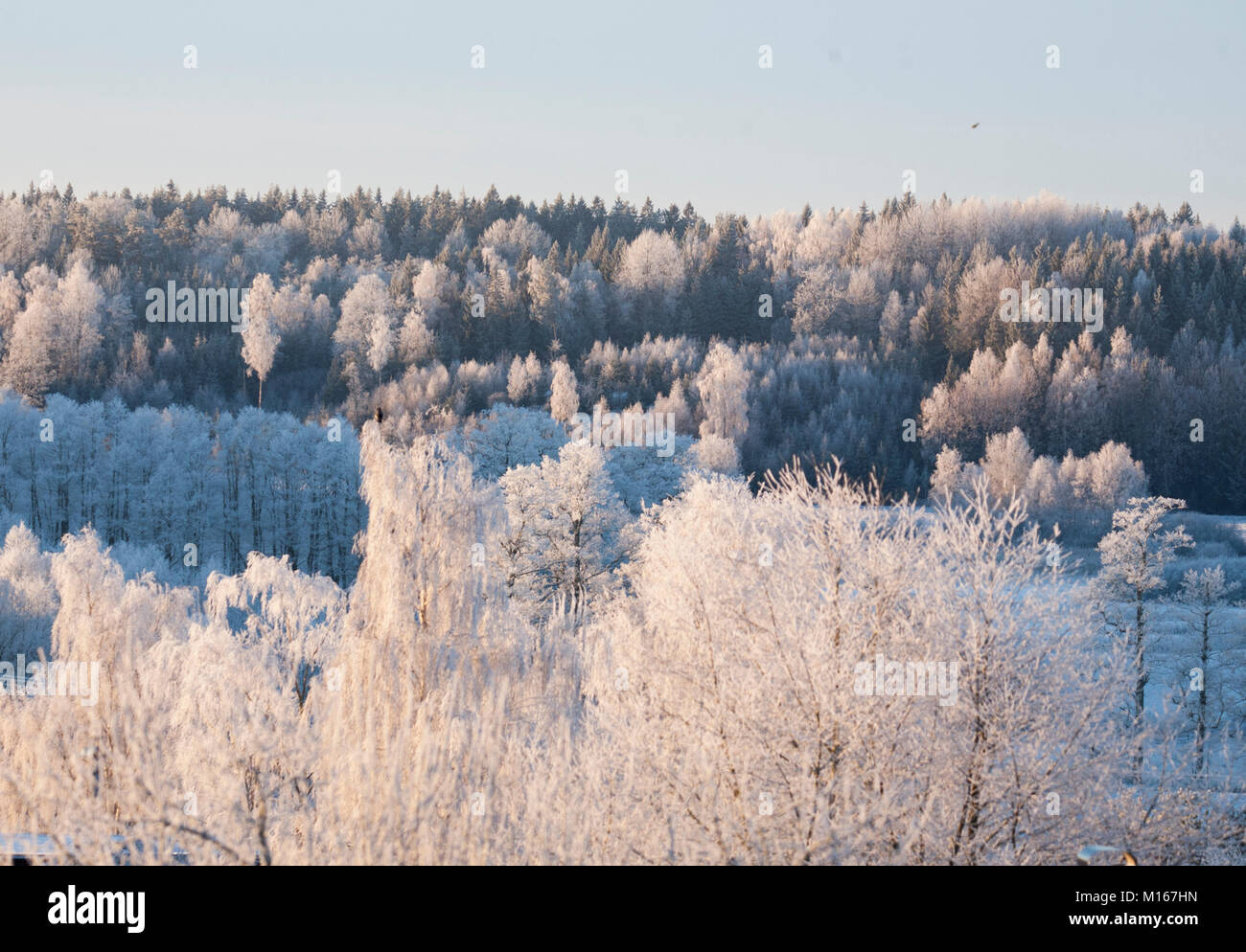 LANDSCAPE with frost in the tree Stock Photo - Alamy